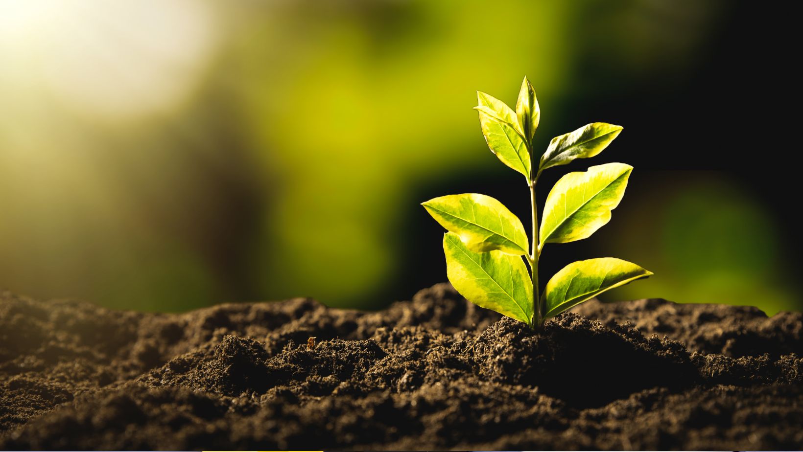 Eco-: The Powerful Prefix Shaping Sustainable Living